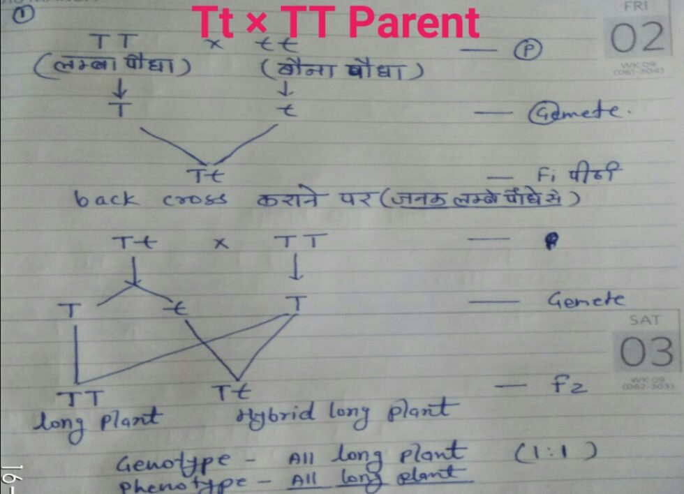 What is Back Cross - Biology Extra