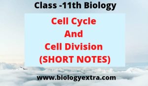 Cell Cycle and Cell Division (Short Notes) - Biology Extra