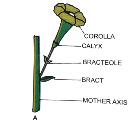 FLOWERS-A FASCINATING ORGANS OF ANGIOSPERMS - Biology Extra